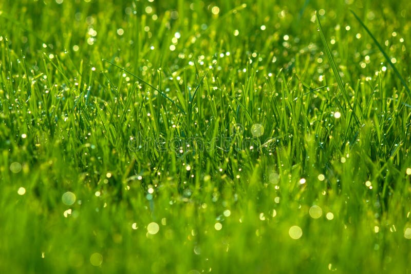 Erba verde con rugiada immagine stock. Immagine di macro - 26492197