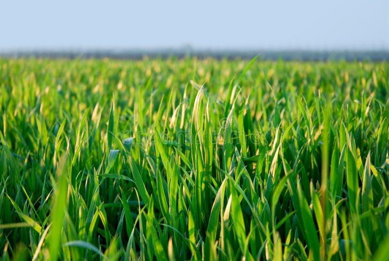 Erba verde, erba fresca immagine stock. Immagine di fresco - 2119577