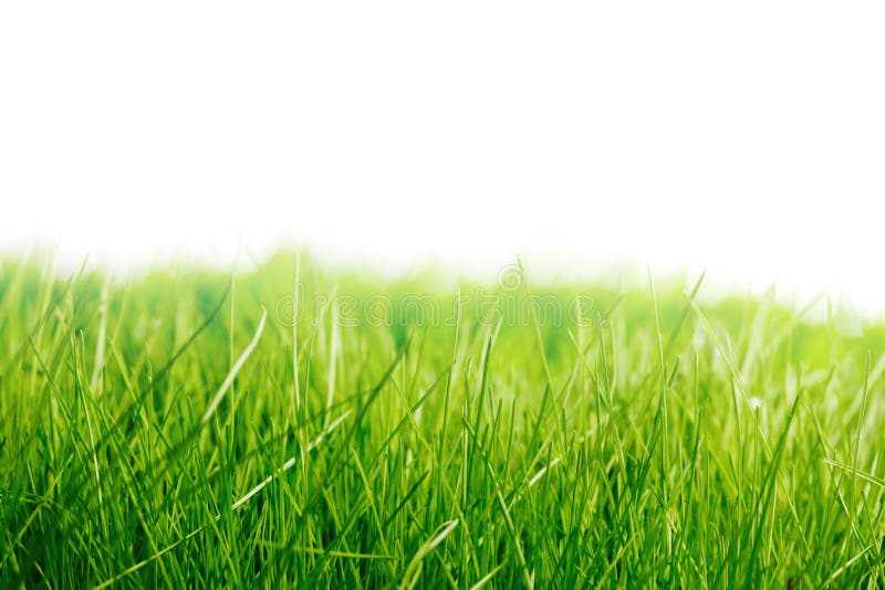 Erba verde fresca immagine stock. Immagine di luce, scenico - 118698925