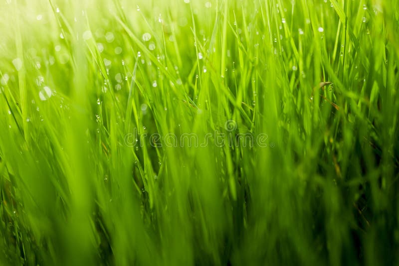 Erba verde fresca fotografia stock. Immagine di campo - 92688718