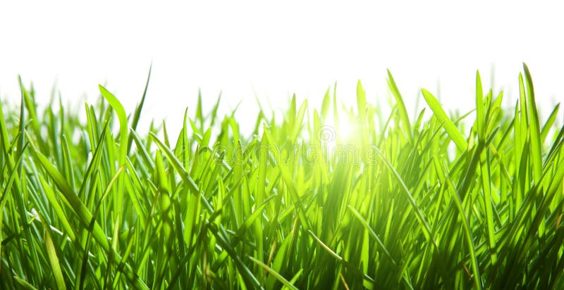 Erba verde immagine stock. Immagine di giardinaggio, colore - 19512499