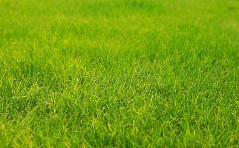 Erba Verde, Primo Piano Sparato Su Erba Verde Immagine Stock - Immagine ...