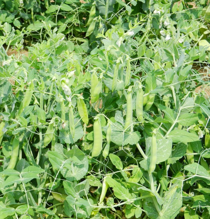 Erbsen, Die Auf Dem Bauernhof Wachsen Stockfoto - Bild von wachstum ...