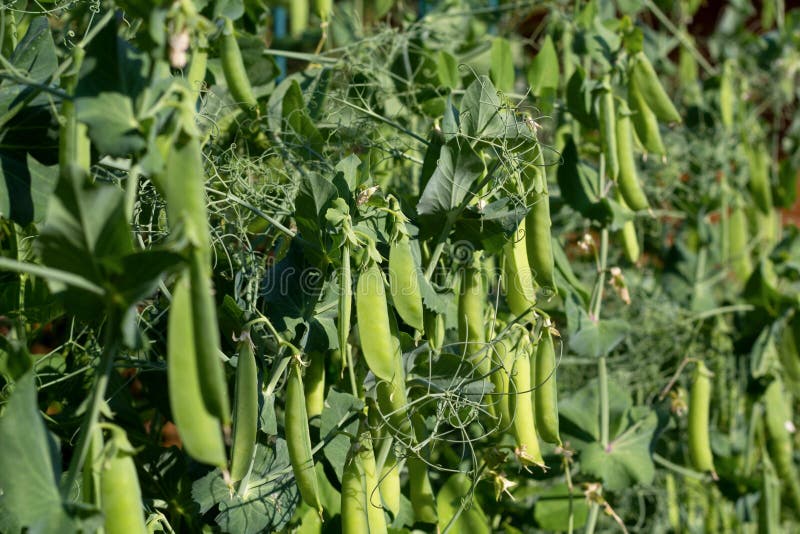 Frische Reife Erbsen, Die Auf Dem Bauernhof Wachsen Stockbild - Bild ...