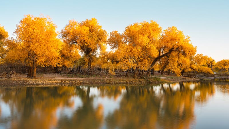 Erdao Bridge Scenery in Ejina Populus Euphratica Forest, Inner Mongolia ...