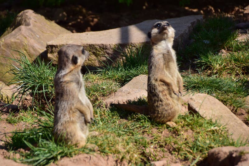 Erdmännchen in einen Park stock image. Image of höhle - 167632341