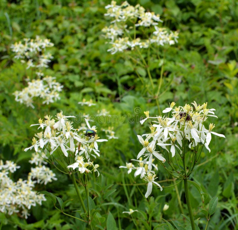 Erect Clematis (Clematis Recta) Blooms in the Wild Stock Image - Image ...
