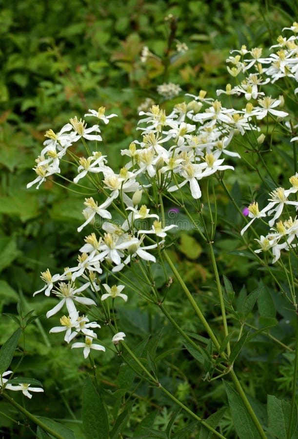Erect Clematis (Clematis Recta) Blooms in the Wild Stock Photo - Image ...