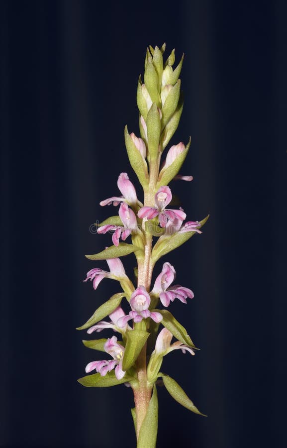Erect Satyrium Orchid stock image. Image of vertical - 74569587