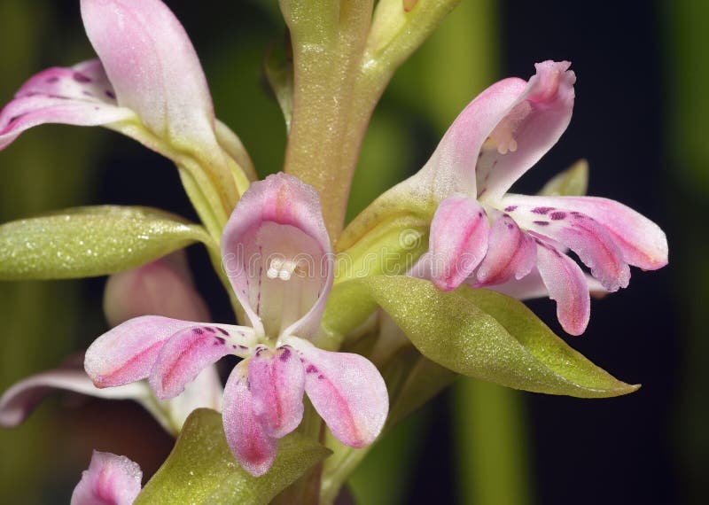 Erect Satyrium Orchid stock image. Image of pink, erect - 81122895