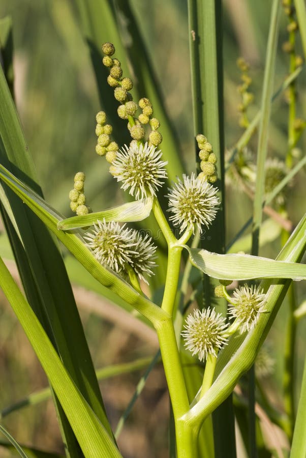 Erectum del Sparganium imagen de archivo. Imagen de cubo - 16541877