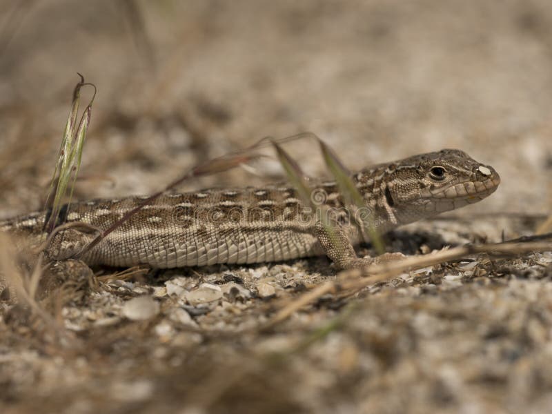 Eremias arguta stock photo. Image of reptile, delta, bushes - 62993592