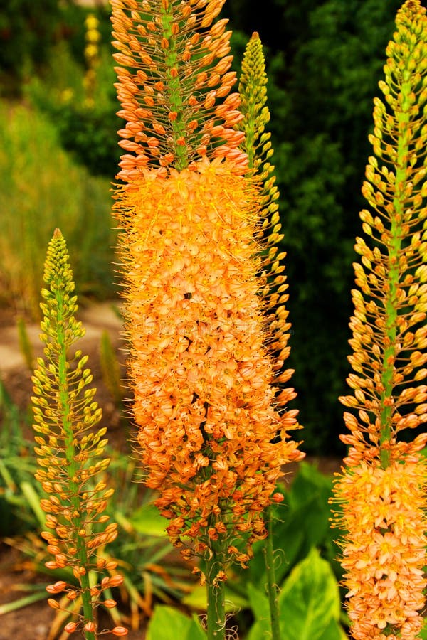 Eremurus imagem de stock. Imagem de imagem, gigante, flores - 56576499
