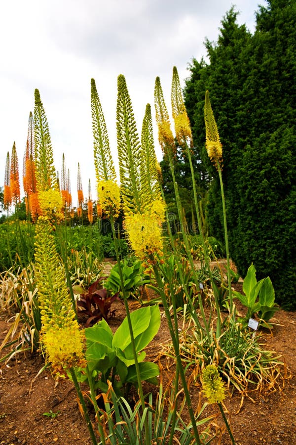 Detail Of Eremurus Himalaicus Foxtail Lily Stock Photo - Image of ...