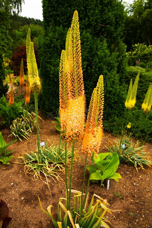 Eremurus stock image. Image of blooming, details, flora - 56576543