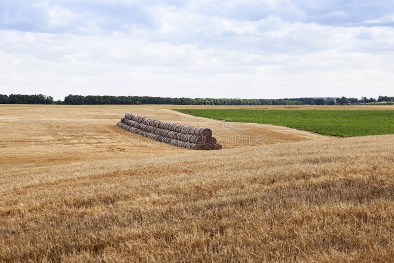Erfassung der Weizenernte stockfoto. Bild von versammlung - 70586170