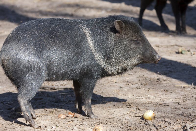 Ergattertes Pekari stockfoto. Bild von ergattert, karosserie - 39604478