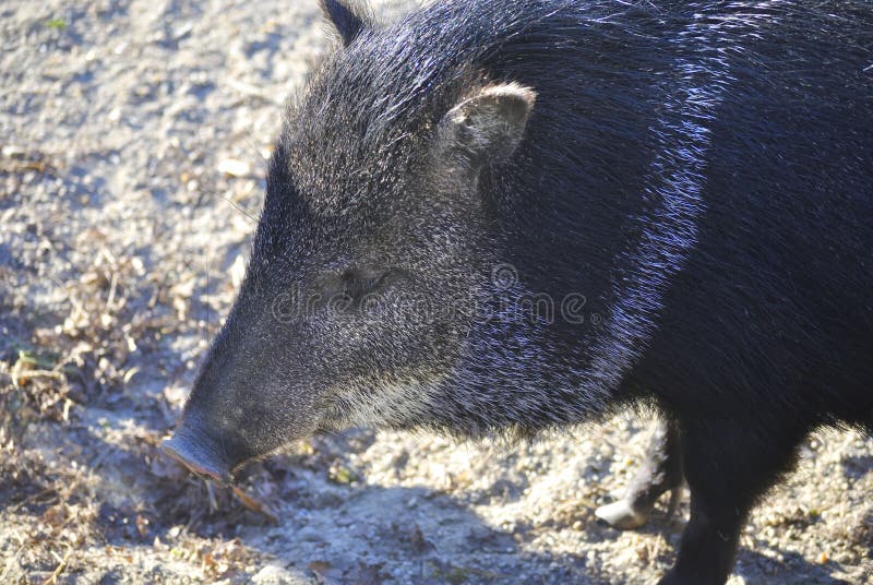 Ergattertes Pekari Oder Pecari-tajacu Stockfoto - Bild von ergattert ...
