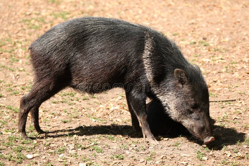 Ergattertes Pekari Oder Pecari-tajacu Stockfoto - Bild von peccary, süd ...