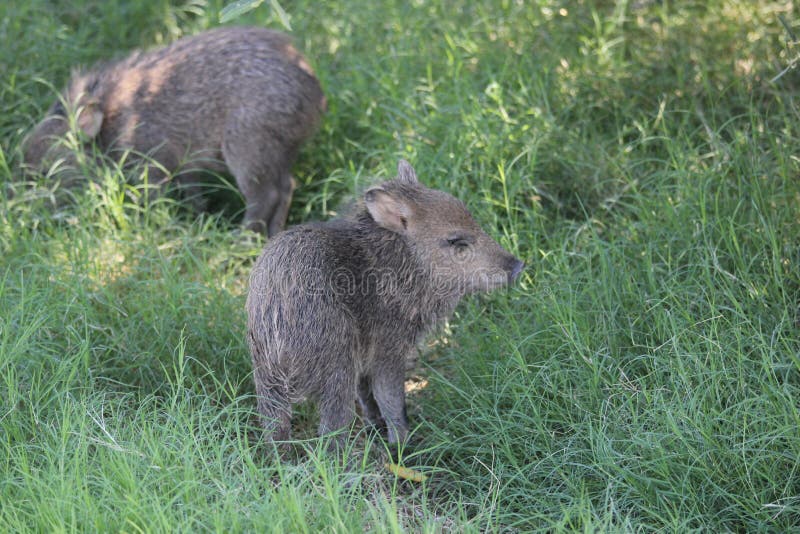 Ergattertes Pekari Pecari-tajacu Sonoriensis 5 Stockfoto - Bild von ...