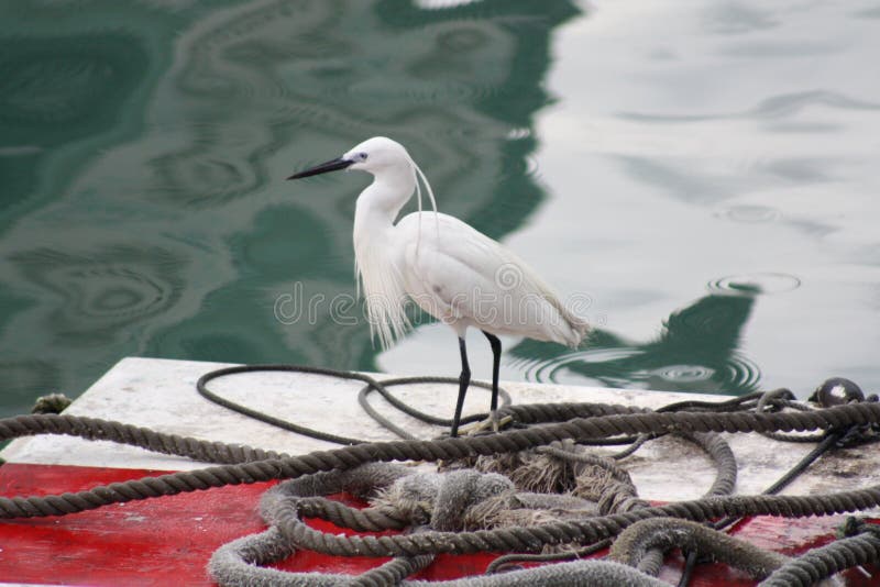 White erget stock image. Image of beauty, shore, exotic - 32558443
