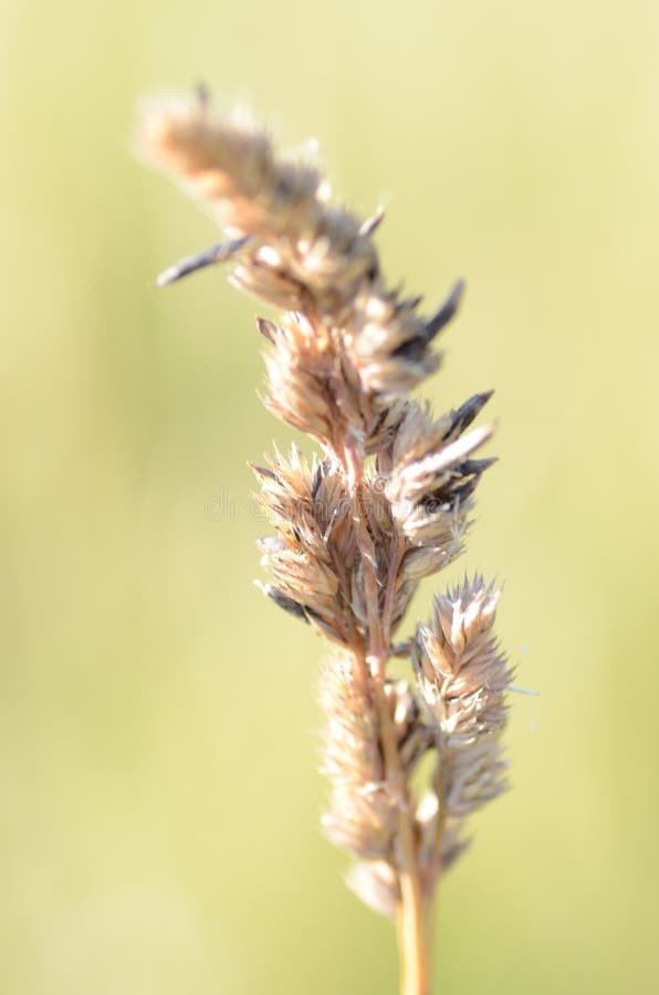 Ergot in the wheat stock image. Image of wheat, nature - 251691637