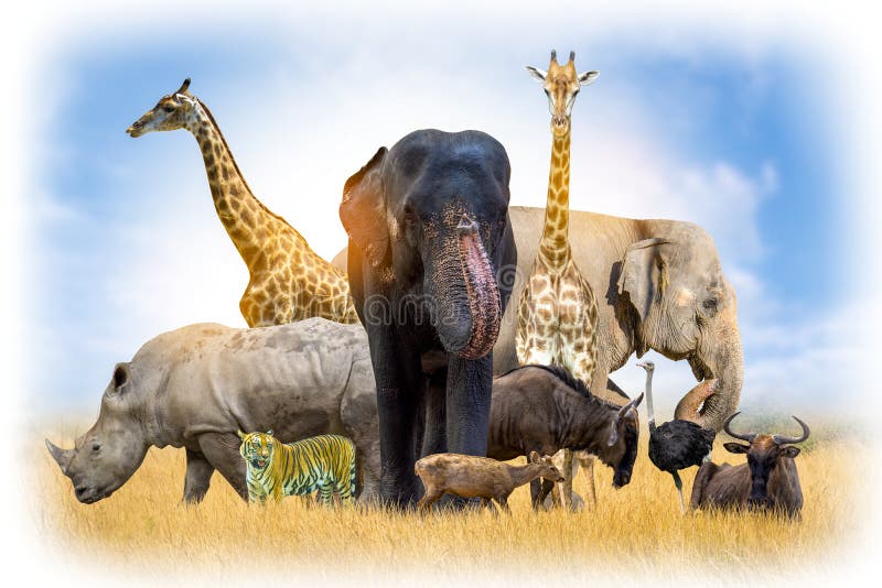 Wilde Tiere, Weißes Tigeralbino, Das Im Gras Am Zoo In Der Markise ...