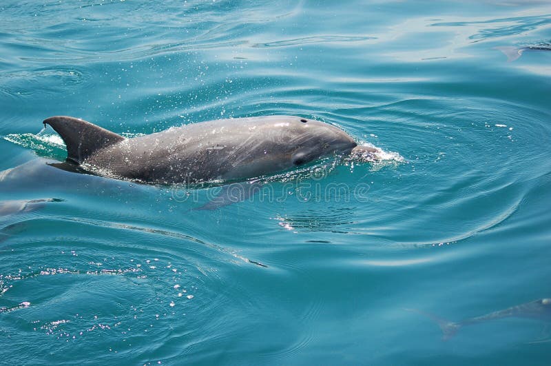 Hoofd Schot Van Dolfijn in Kristal Blauwe Wateren Bij Een Show in ...