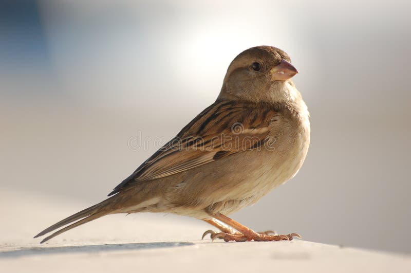 Gorrión rojo imagen de archivo. Imagen de pico, animal - 20133987