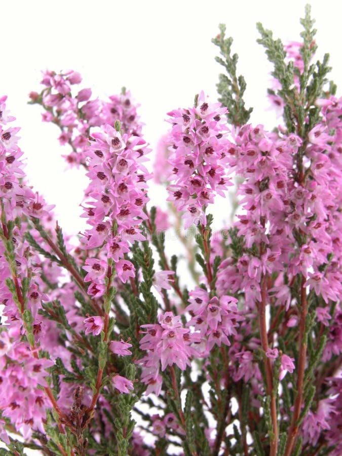 Erica su bianco immagine stock. Immagine di attracchi - 3180525