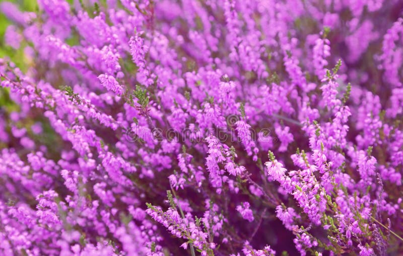 Erica fotografia stock. Immagine di erica, brughiera - 27150368