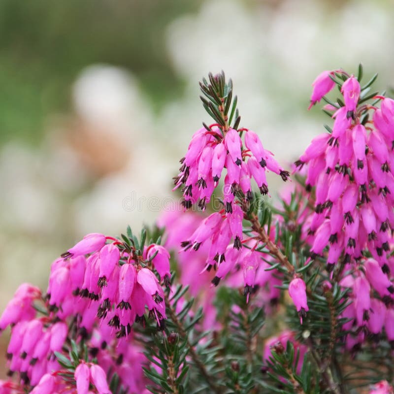 Erica imagen de archivo. Imagen de flor, verde, abadejo - 40322363