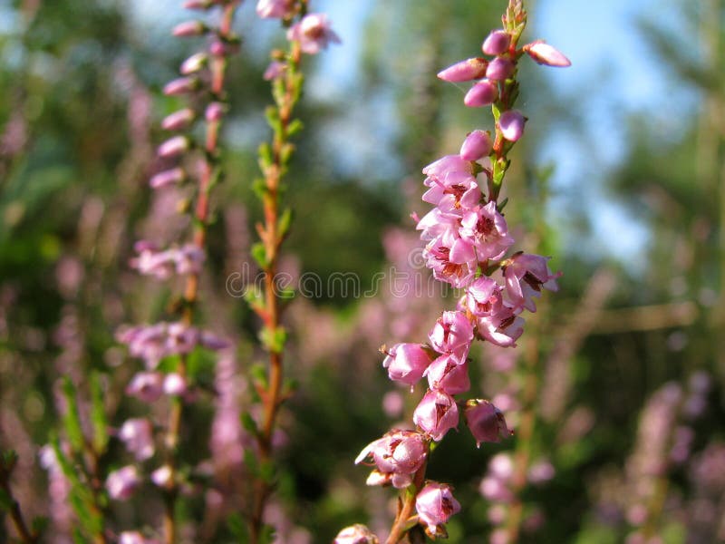 Erica stock afbeelding. Image of roze, struiken, familie - 86263769
