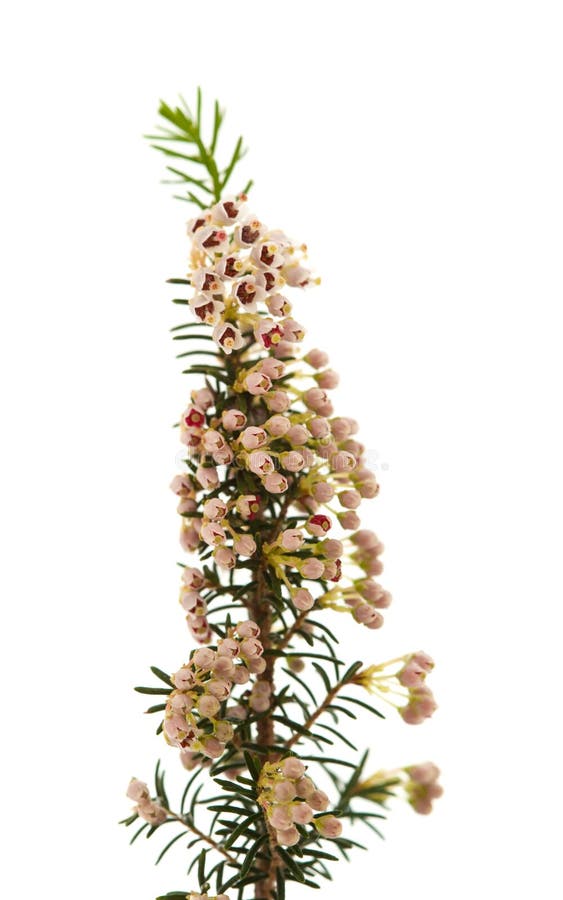 Erica Arborea, the Tree Heath or Tree Heather, is a Species of ...