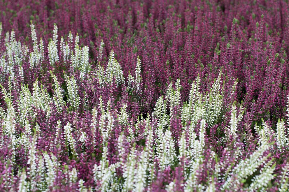 Erica background stock image. Image of botany, countryside - 16991001