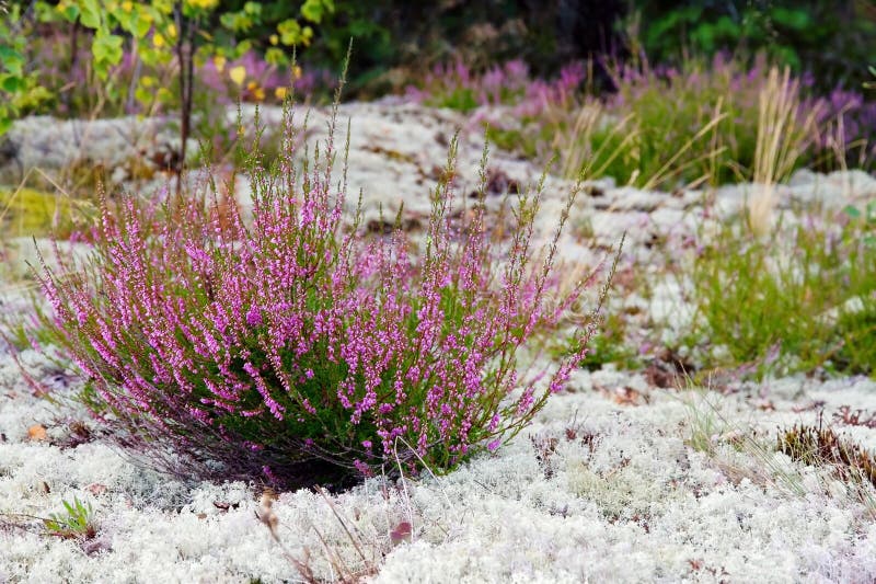Erica Colorata Viola in Natura Fotografia Stock - Immagine di naughty ...