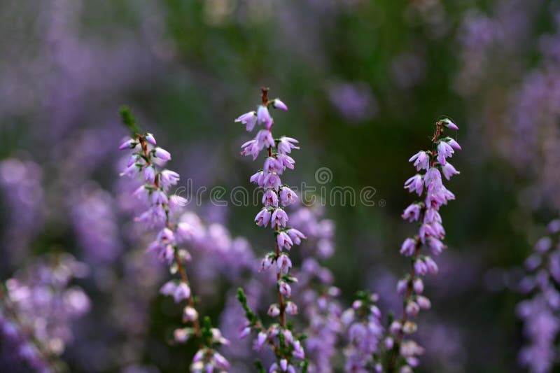 Erica Comune (Calluna Vulgaris) Fotografia Stock - Immagine di bello ...