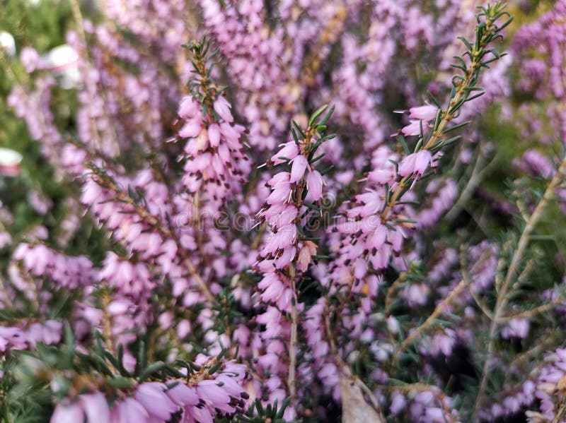 Erica X Darleyensis Furzey Stock Image - Image of gardening, furzey ...