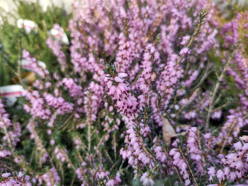 Erica X Darleyensis Furzey Stock Photo - Image of gardening, garden ...