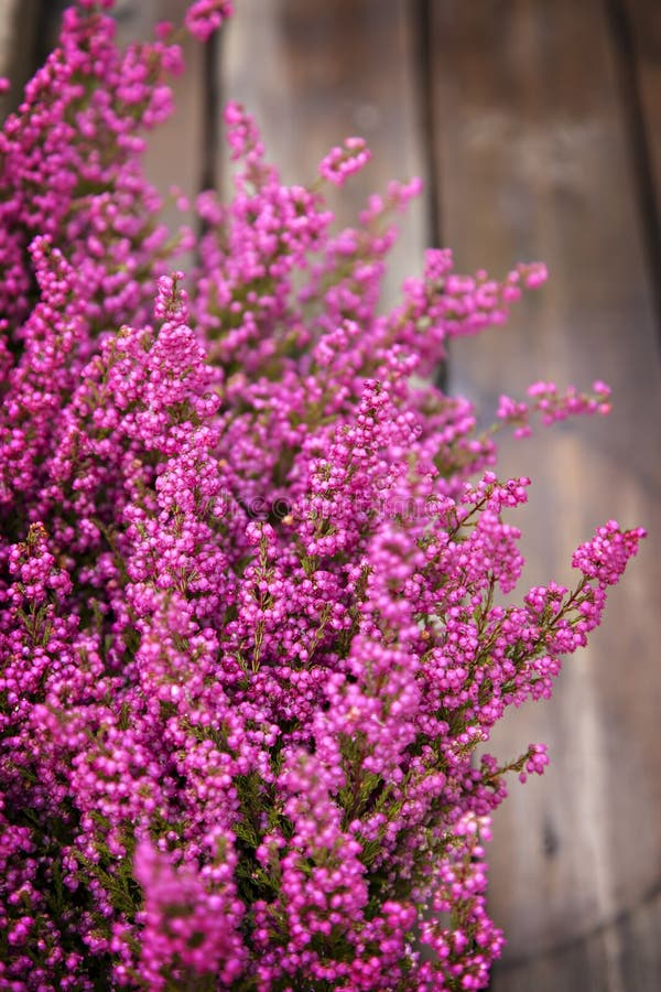 Erica viola fotografia stock. Immagine di viola, autunno - 11649202