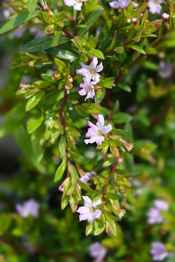 L'erica Falsa O La Decorazione Scherzosa Dell'erba Fiorisce Crescere ...