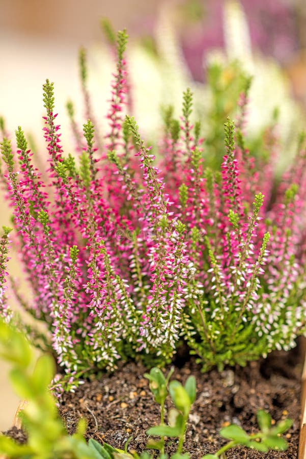 Erica flower stock photo. Image of heather, bloom, flower - 61023664