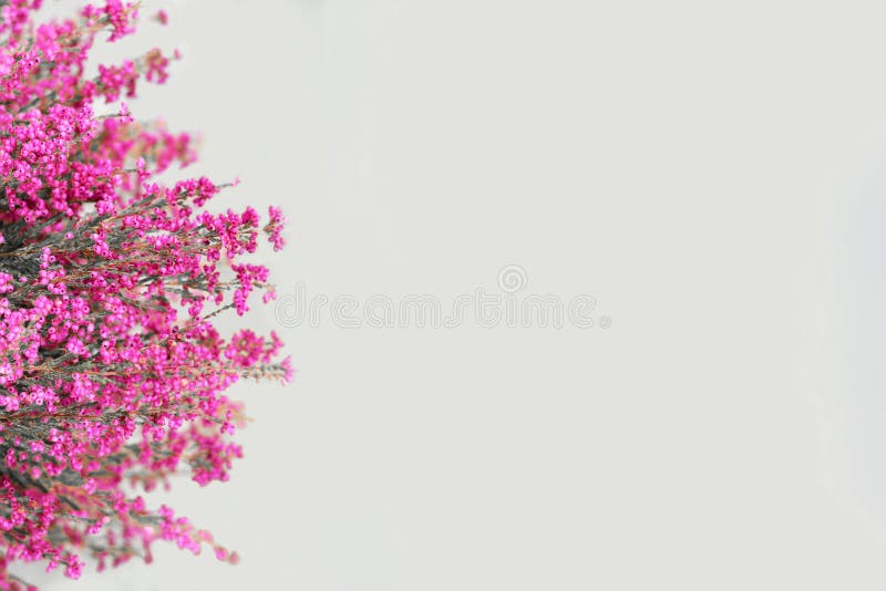 Erica Flowers Background with Copy Space Stock Image - Image of mother ...