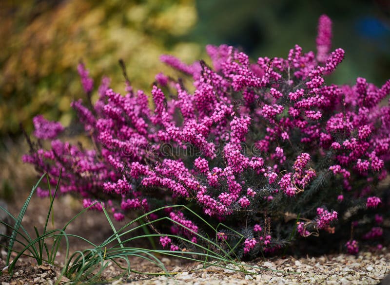 Erica Herbaceous Bush Growing in the Garden on a Spring Day Stock Image ...