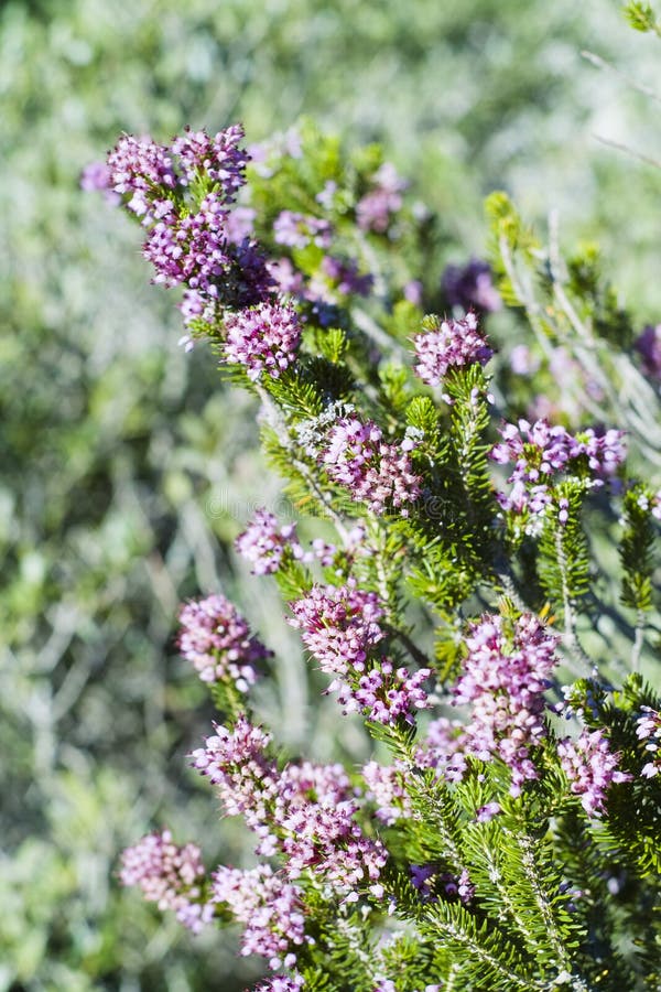 Erica, Ling (Calluna Vulgaris) Fotografia Stock - Immagine di fiori ...