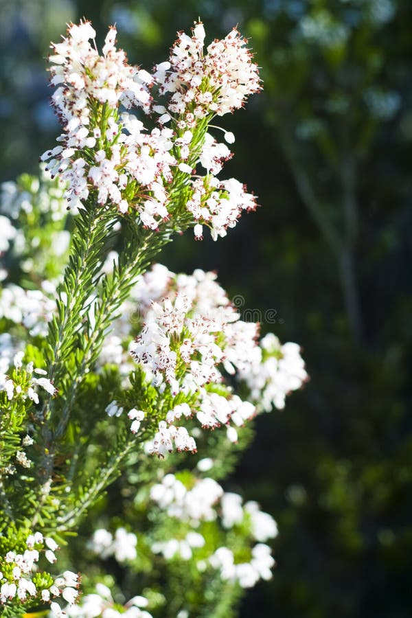 Erica, Ling (Calluna Vulgaris) Immagine Stock - Immagine di autunno ...