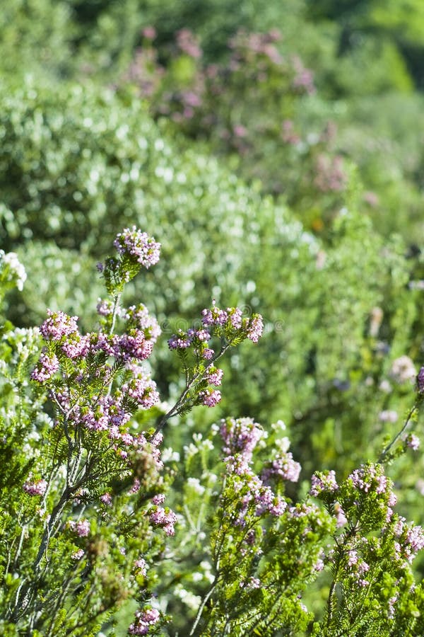Erica, Ling (Calluna Vulgaris) Immagine Stock - Immagine di nube ...