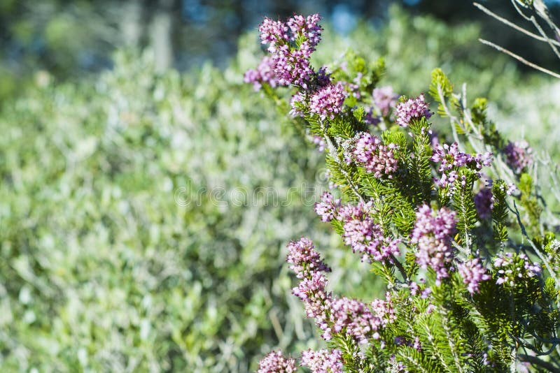 Erica, Ling (Calluna Vulgaris) Fotografia Stock - Immagine di colore ...