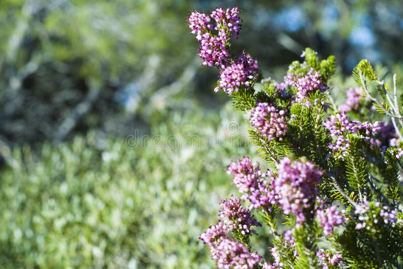 Erica, Ling (Calluna Vulgaris) Immagine Stock - Immagine di collina ...