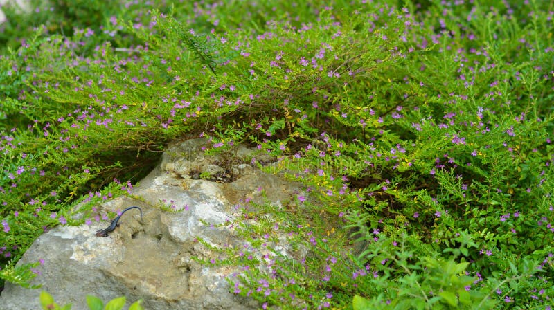 Hyssopifolia Di Cuphea, Erica Messicana, Erba Scherzosa O Erica Falsa ...